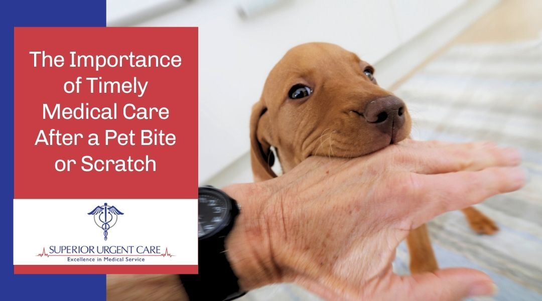 The Importance of Timely Medical Care After a Pet Bite or Scratch